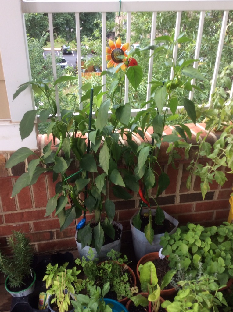 (Balcony) Garden Variety Magic | aLightningbug